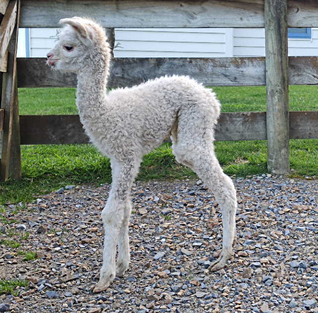 Alpacas Kapiti Wellington New Zealand