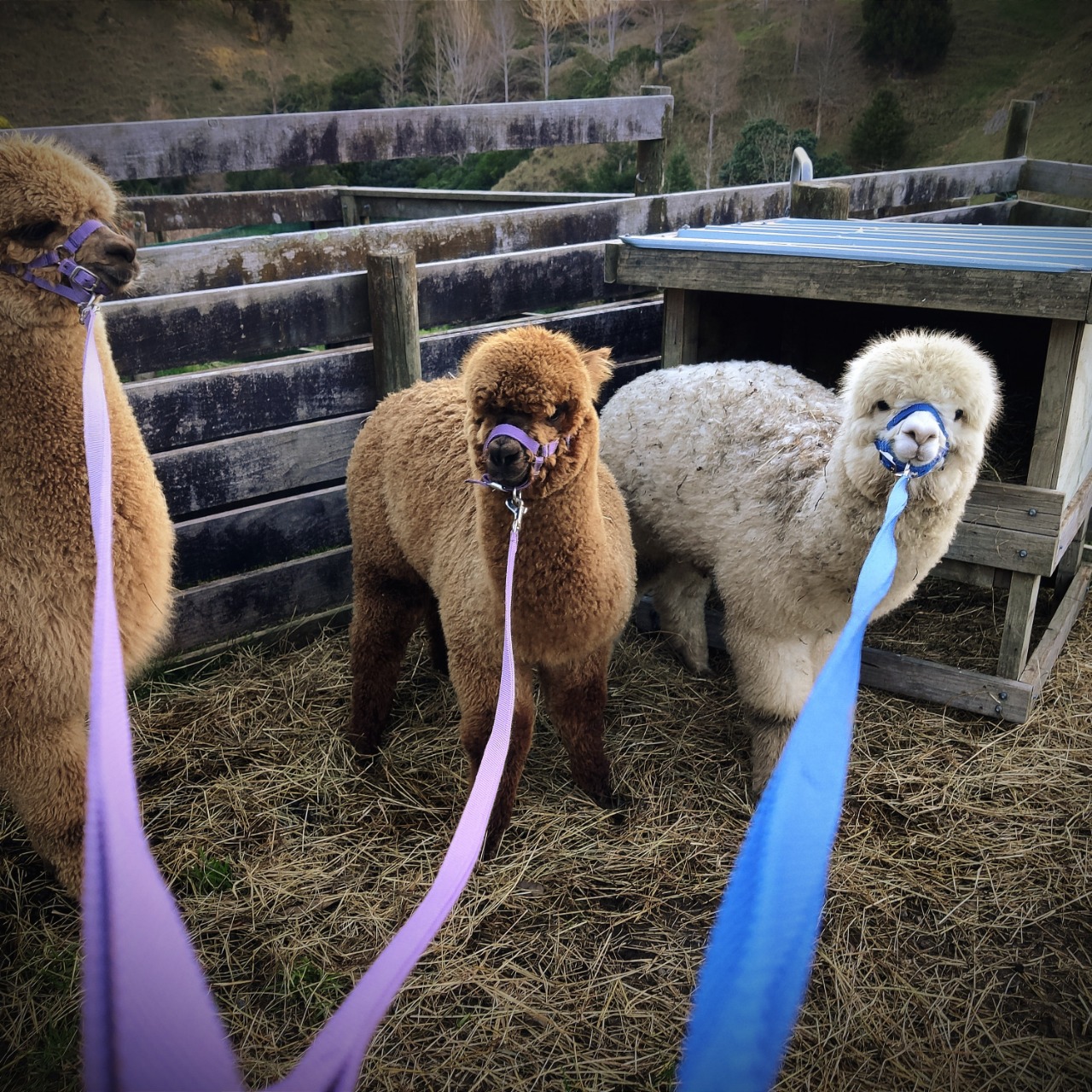 Alpacas Kapiti Wellington New Zealand
